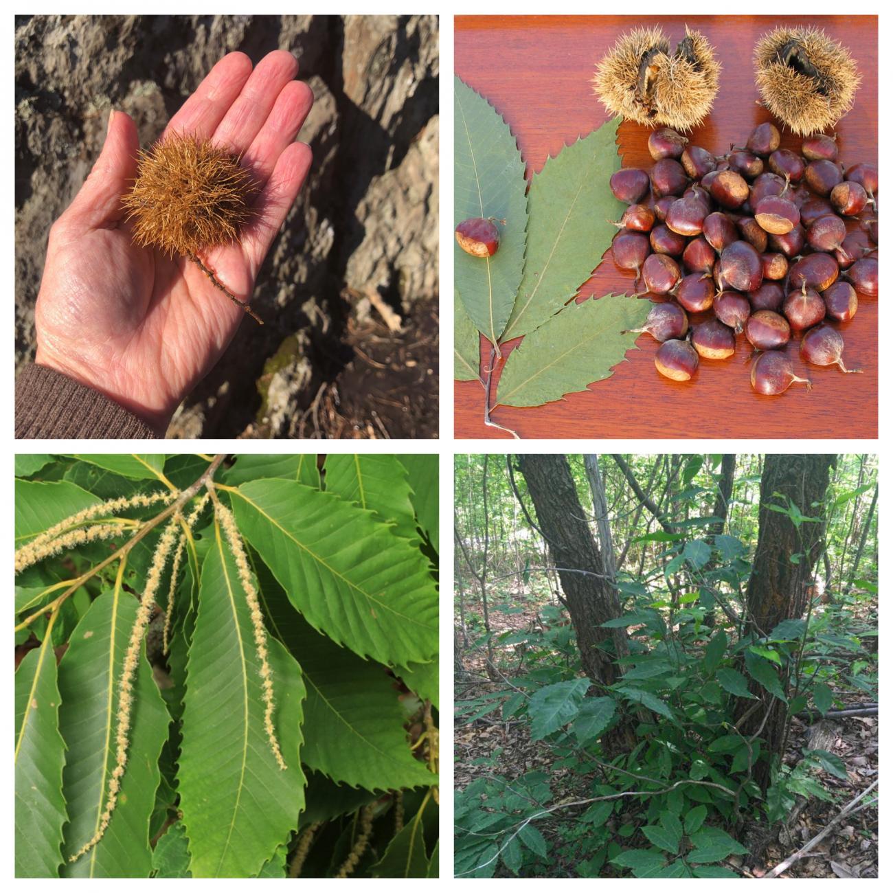 Tree Seed Photo Challenge Week Four | Great Barrington Land Conservancy